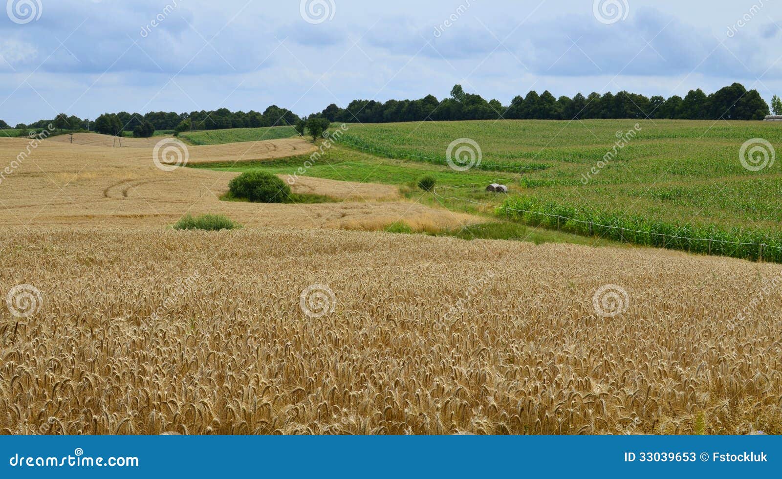 Grain and Corn Fields Background Stock Image - Image of scene ...