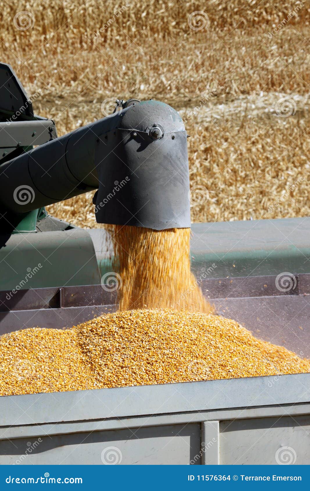 Grain Corn Flowing into Hopper Stock Photo - Image of farming ...
