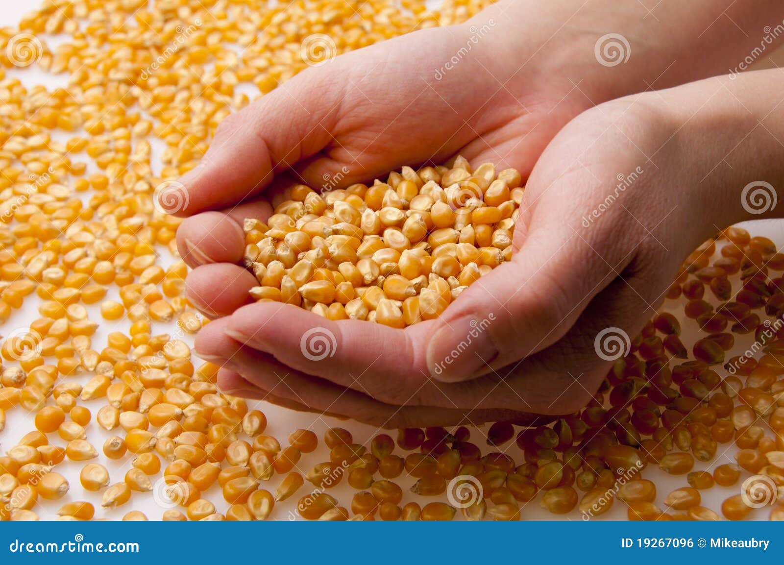 Grain of corn in hands (2) stock photo. Image of food - 19267096