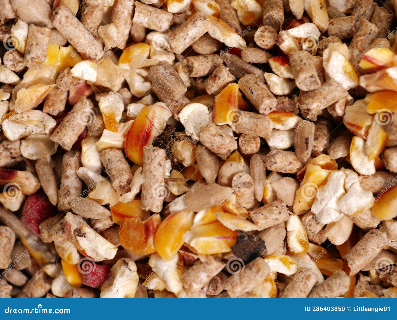 Grain and Corn for Hens and Chickens Stock Photo - Image of organic ...