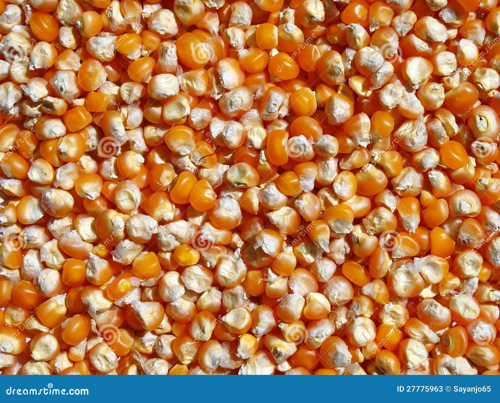 Grain Corn Maize Food Corn Seed Background Stock Image | CartoonDealer ...