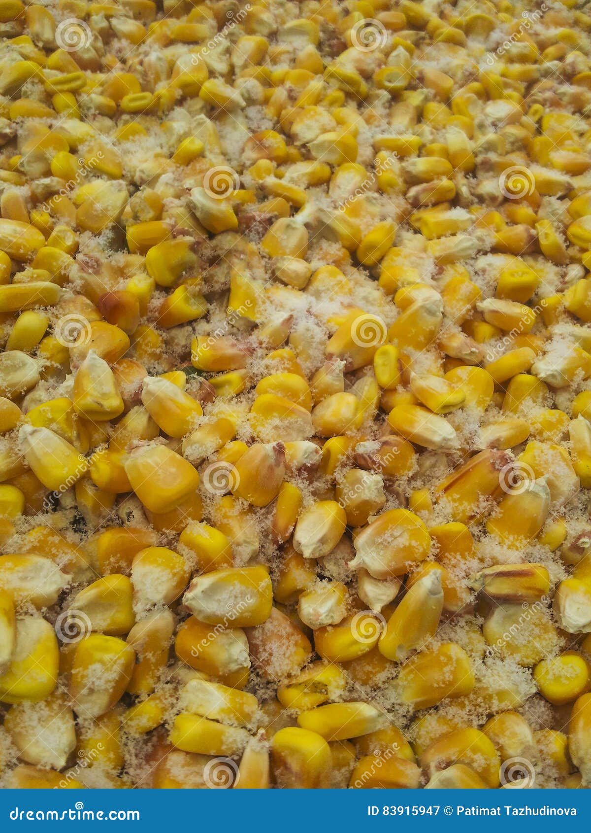 Grain corn under the snow stock image. Image of industry - 83915947