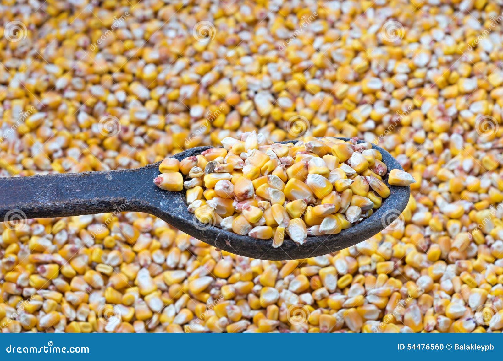 Grain corn stock photo. Image of kitchen, food, brown - 54476560