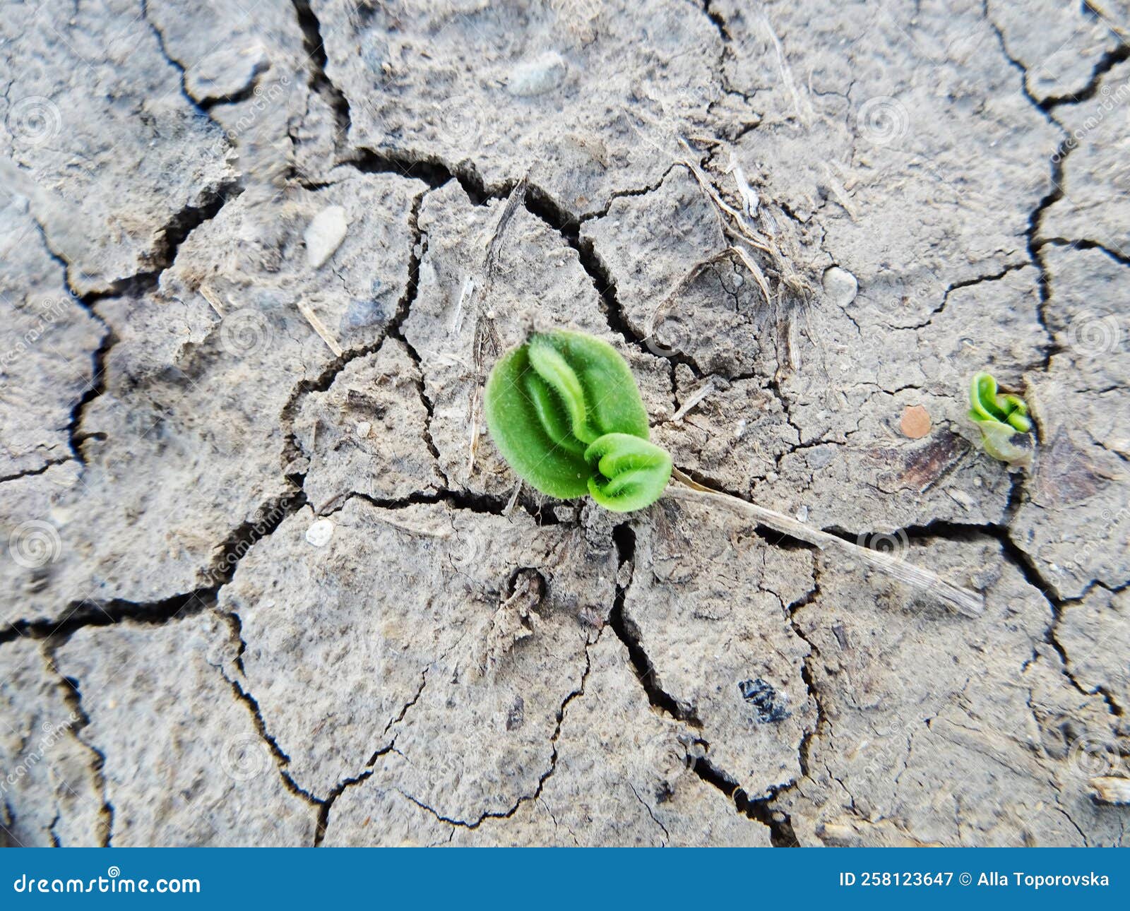 Dry Soil in the Field, the Consequences of Global Warming, Cracks in ...