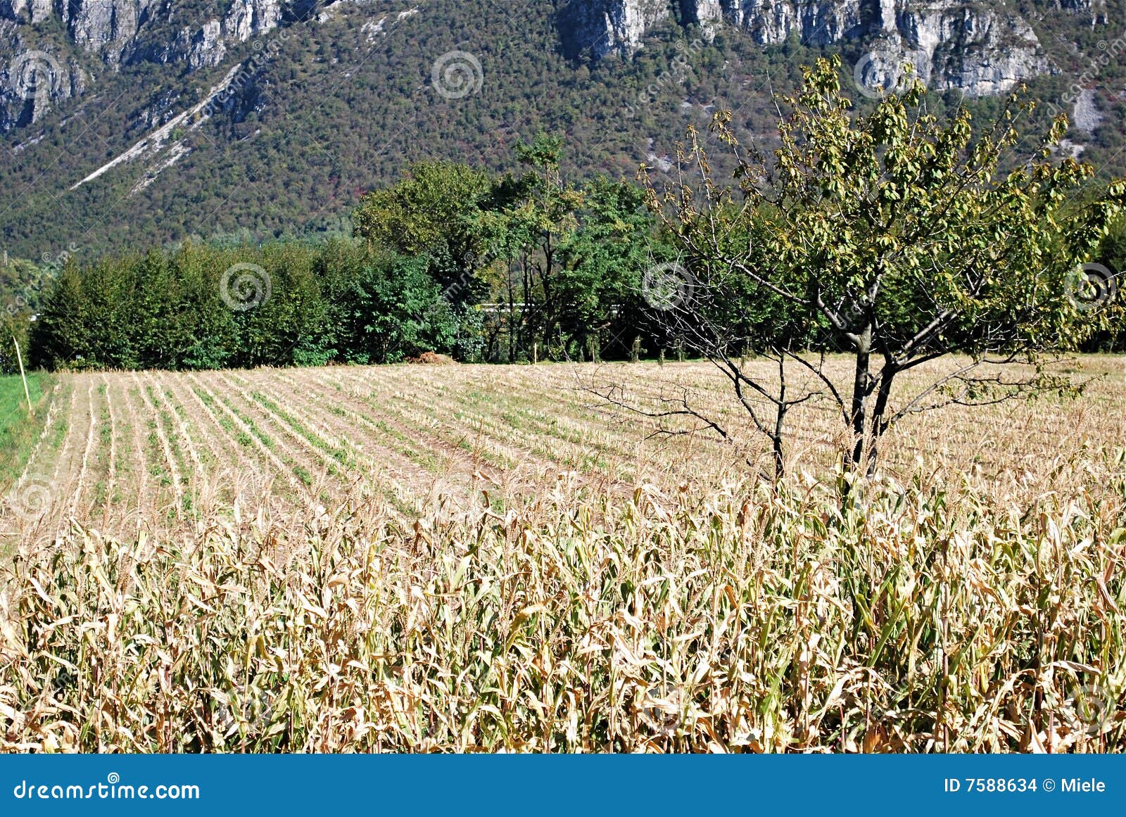 The Season Of The Grain, Reproductive Stage Of Green Paddy Rice Field ...
