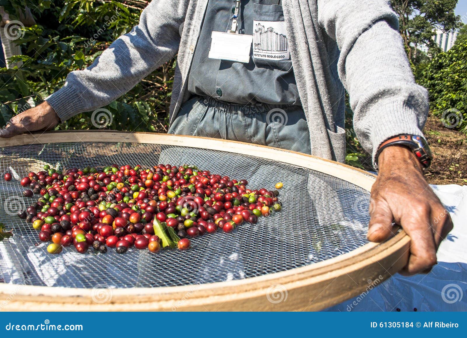 Grain de café image stock éditorial. Image du nourriture - 61305184