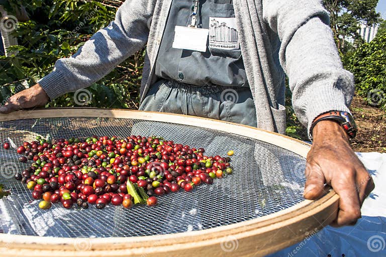 Grain de café image stock éditorial. Image du nourriture - 61305184