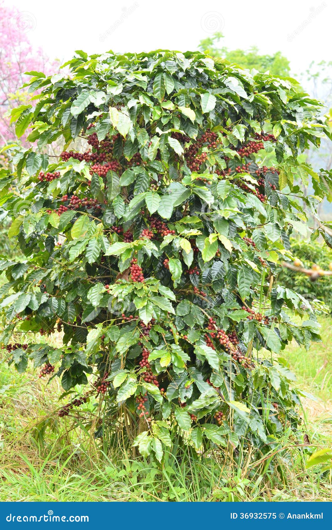 Grain De Café Frais Sur L'arbre Image stock - Image du lame, centrale ...