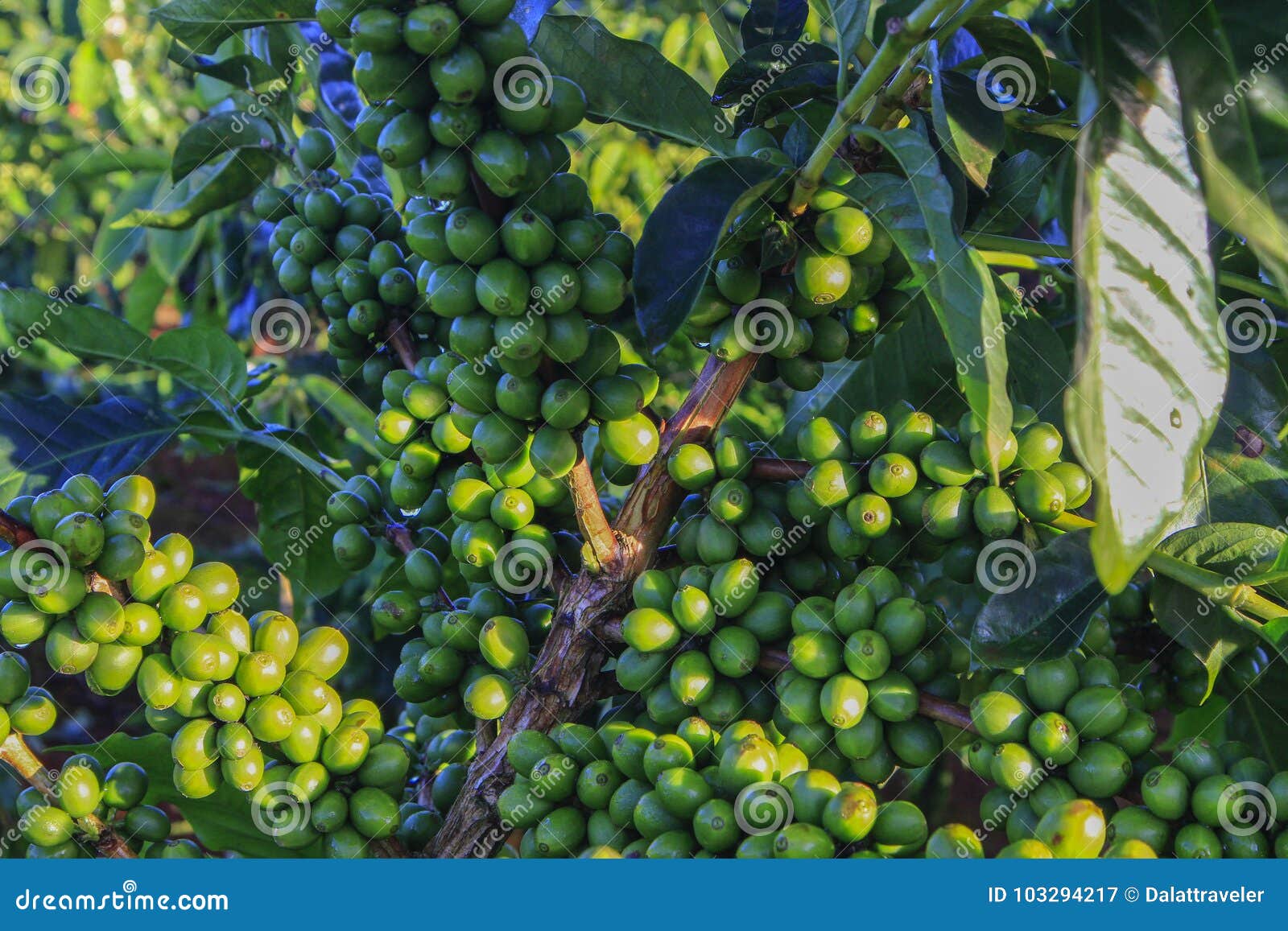 Grain De Café Vert Sur Le Caféier Image stock - Image du lame, equateur ...