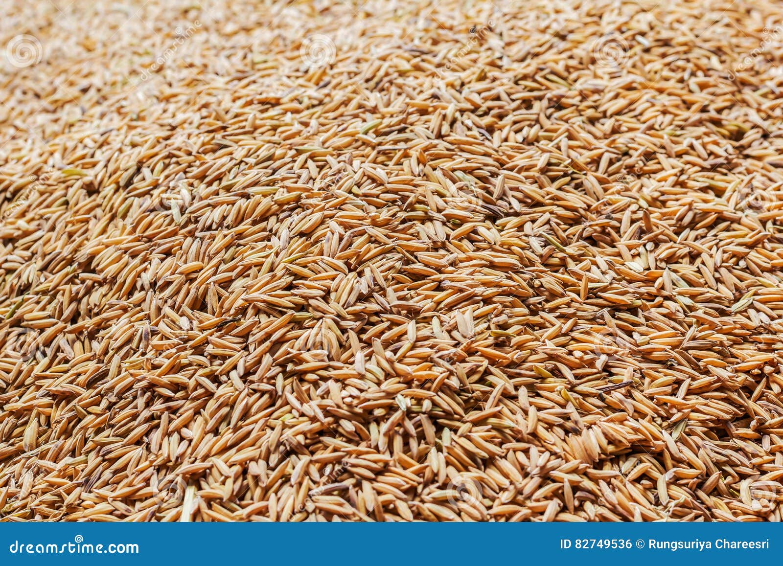 Grain Detail, Pile of Paddy for Background. Stock Photo - Image of ...