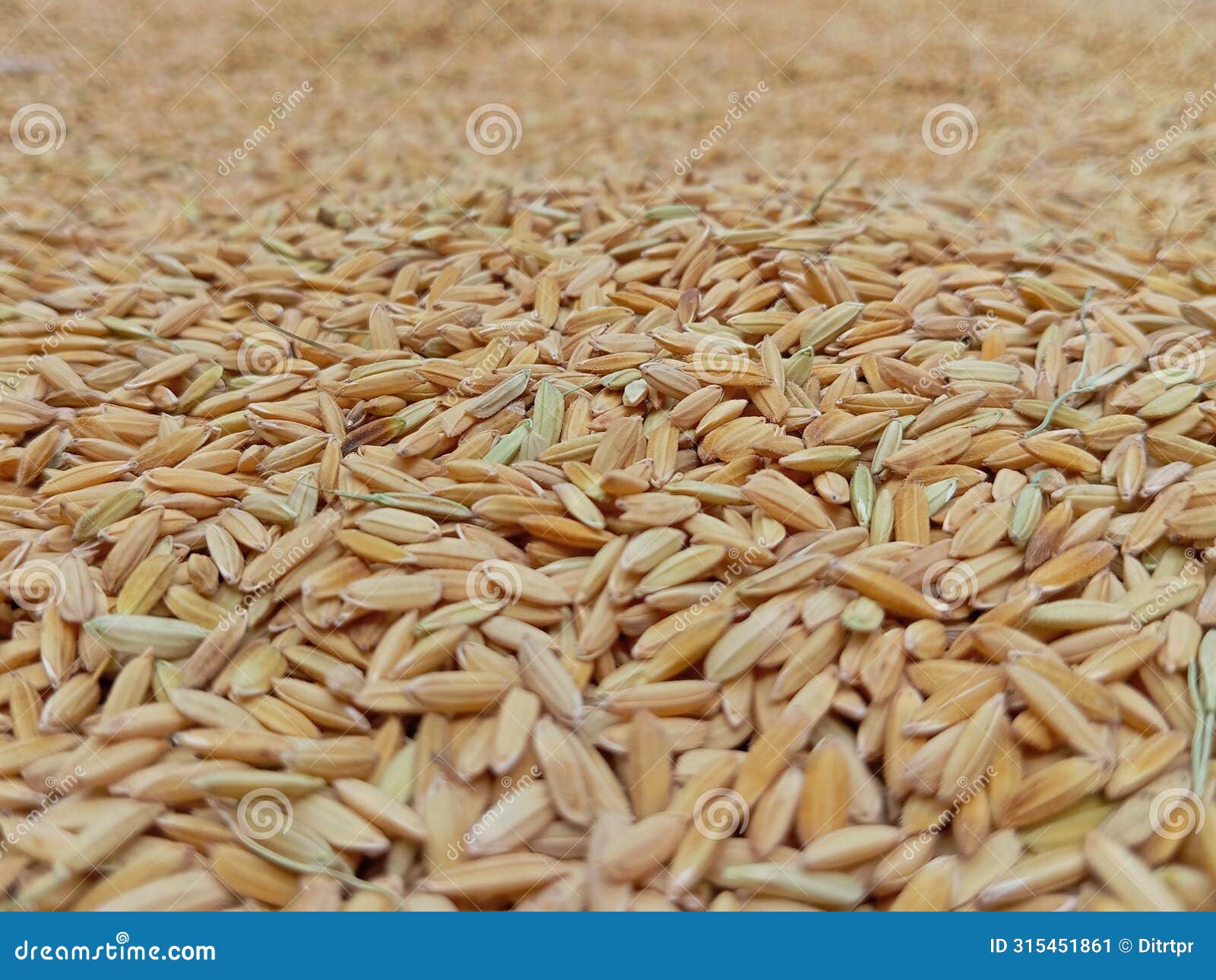 The Grain is Dried in the Sun before it Becomes Rice Stock Image ...