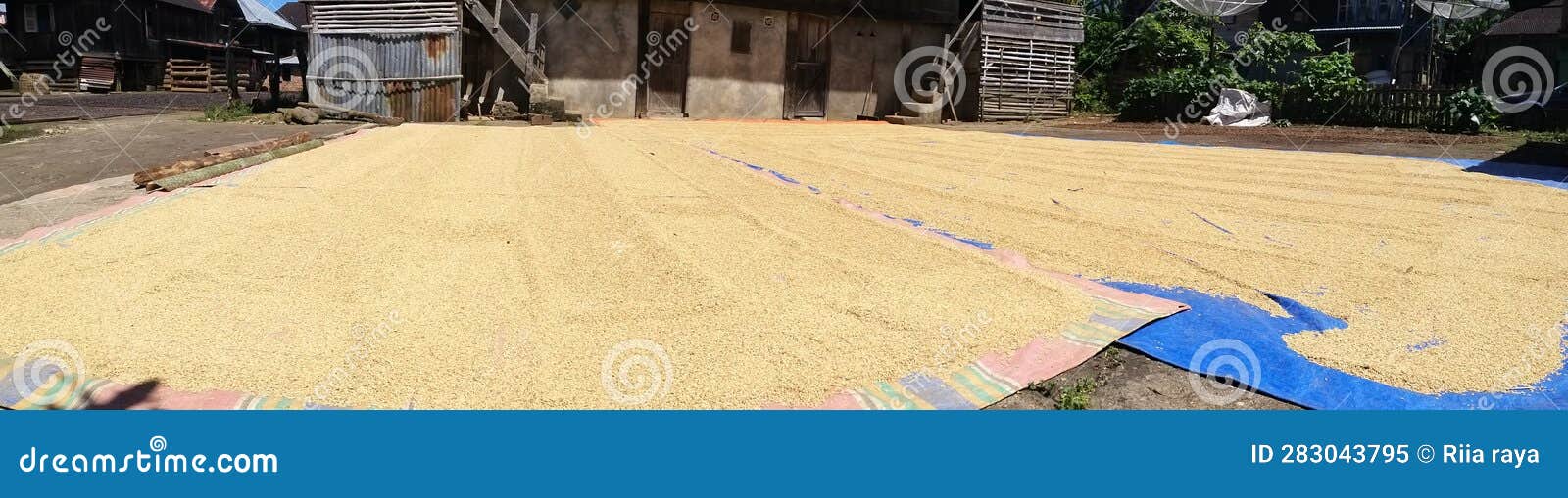 Grain Drying Process before it is Made into Rice Stock Image - Image of ...