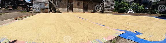 Grain Drying Process before it is Made into Rice Stock Image - Image of ...