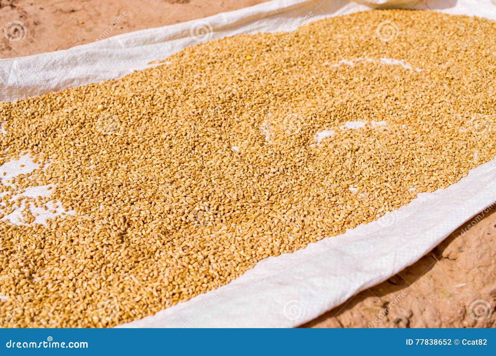 Grain Drying on the Roof, Morocco Stock Photo - Image of harvest ...