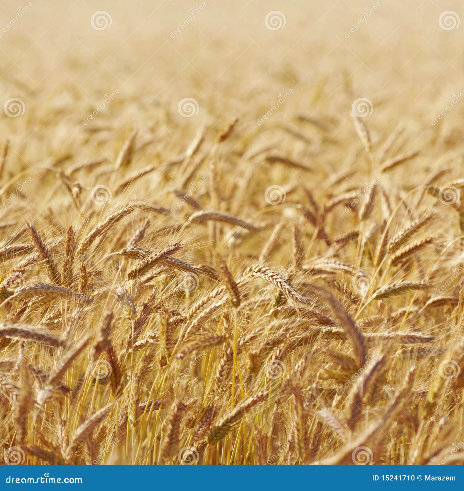 Grain ears stock photo. Image of cultivate, kernel, meal - 15241710