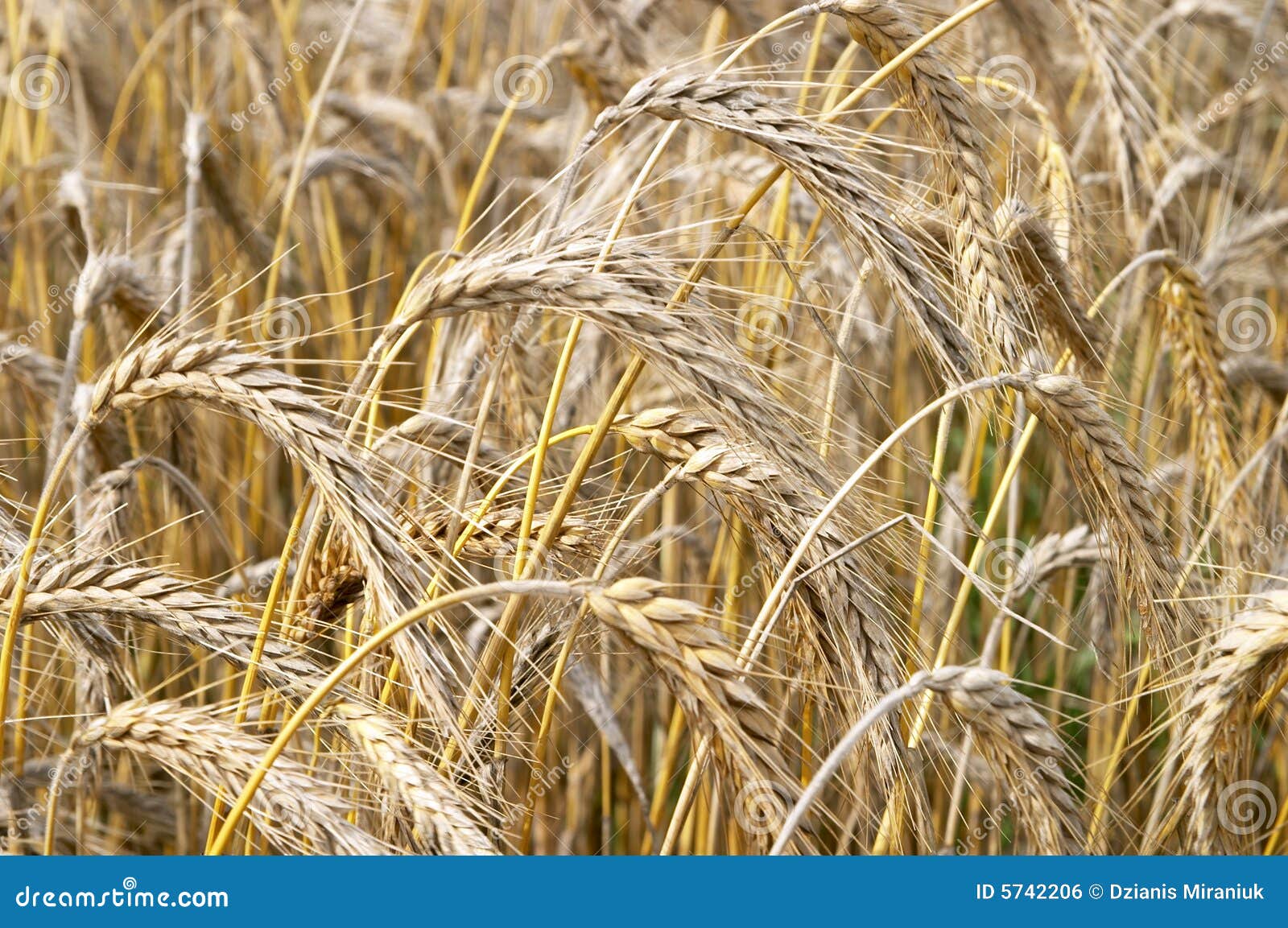 Grain ears stock photo. Image of cultivate, farming, corn - 5742206