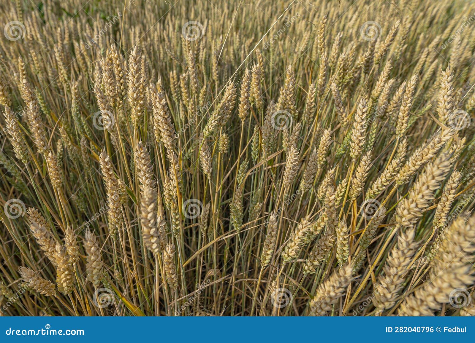 Grain Ears of Ripe Wheat on Field Stock Photo - Image of landscape ...