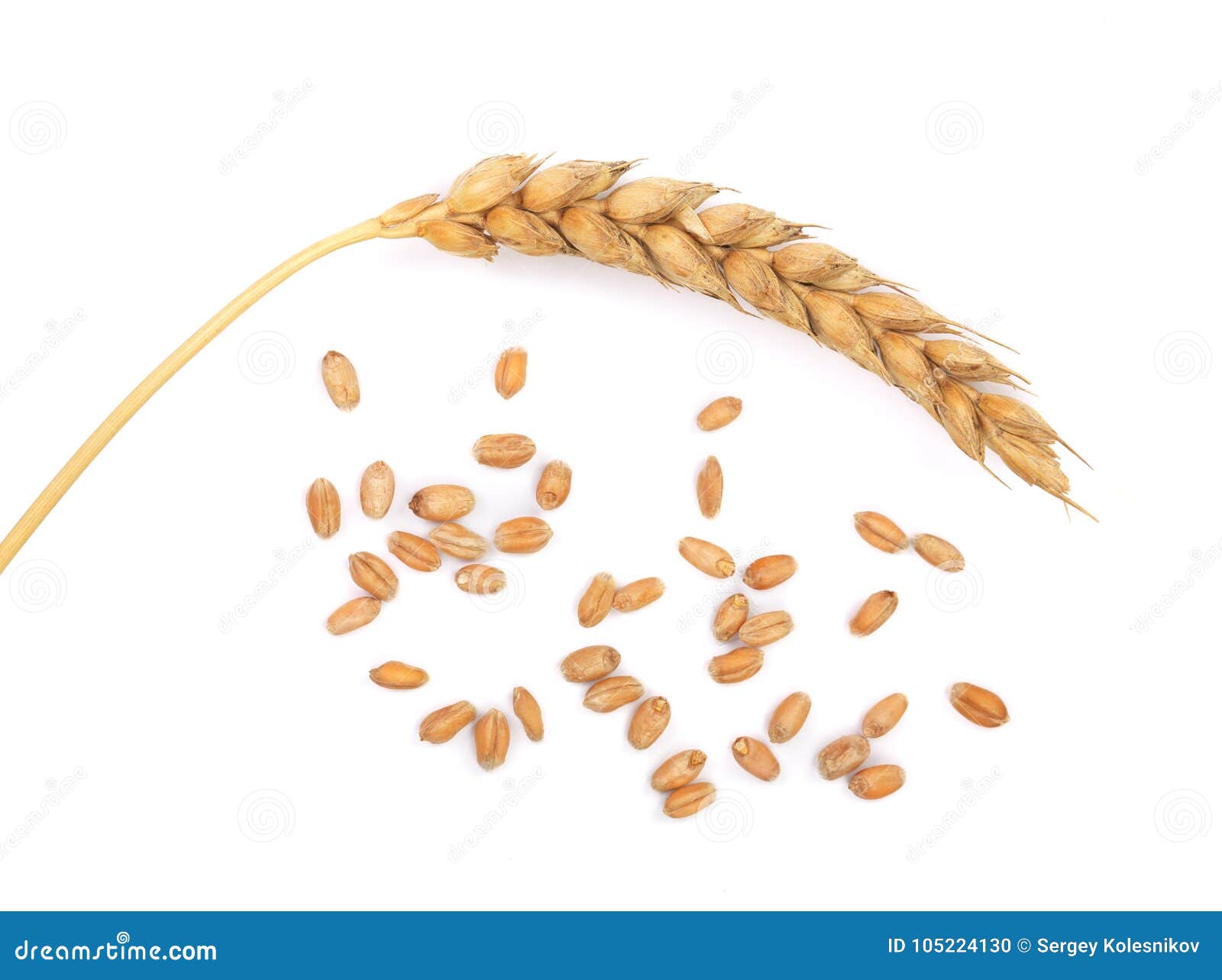 Grain and Ears of Wheat Isolated on White Background. Top View Stock ...