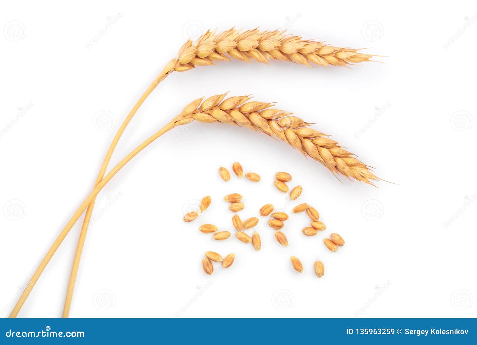 Grain and Ears of Wheat Isolated on White Background. Top View Stock ...