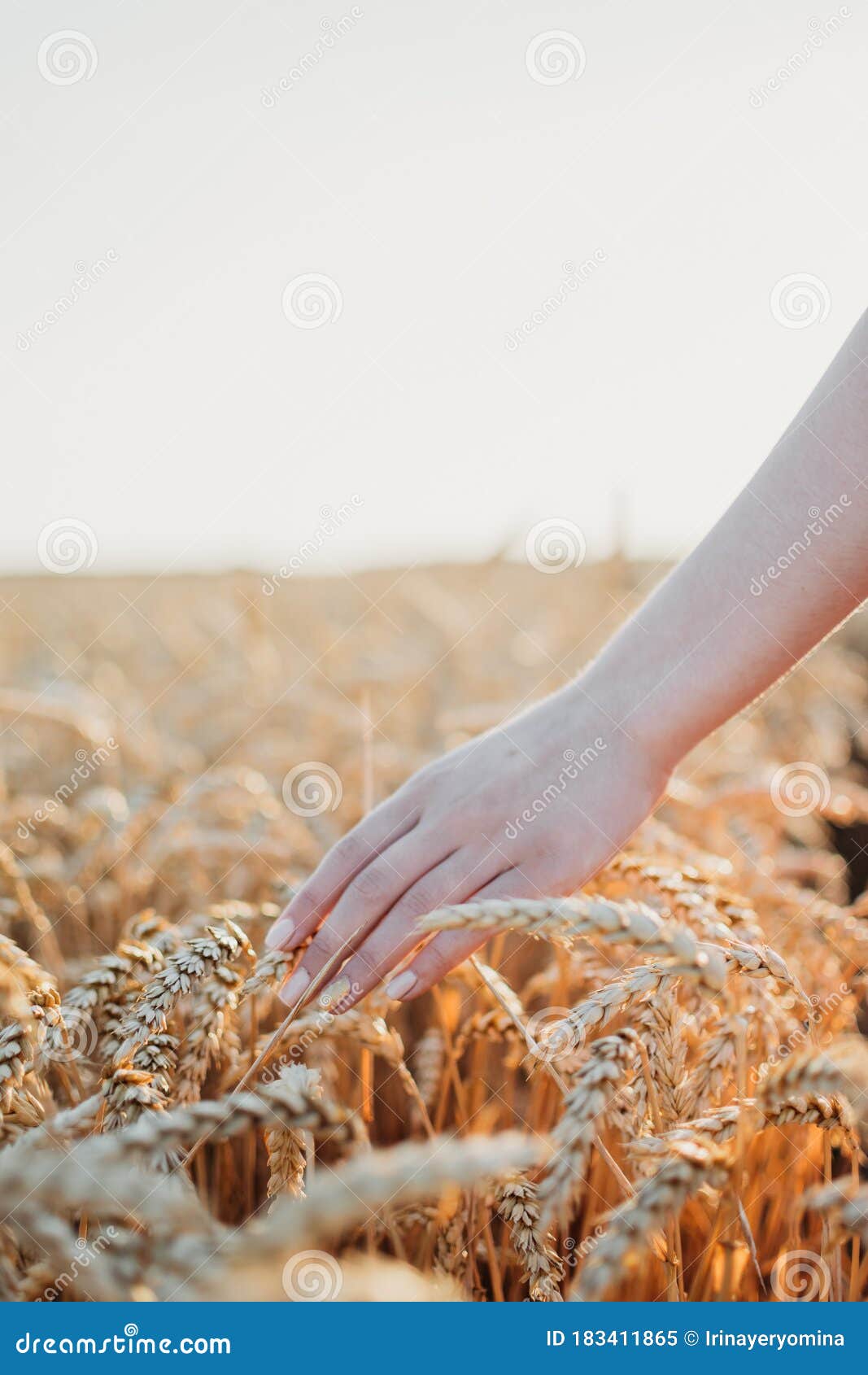 Grain Exports, Wheat Harvest and Export Limits, Global Food Security ... Grain Exports, Wheat Harvest and Export Limits, Global Food Security ...