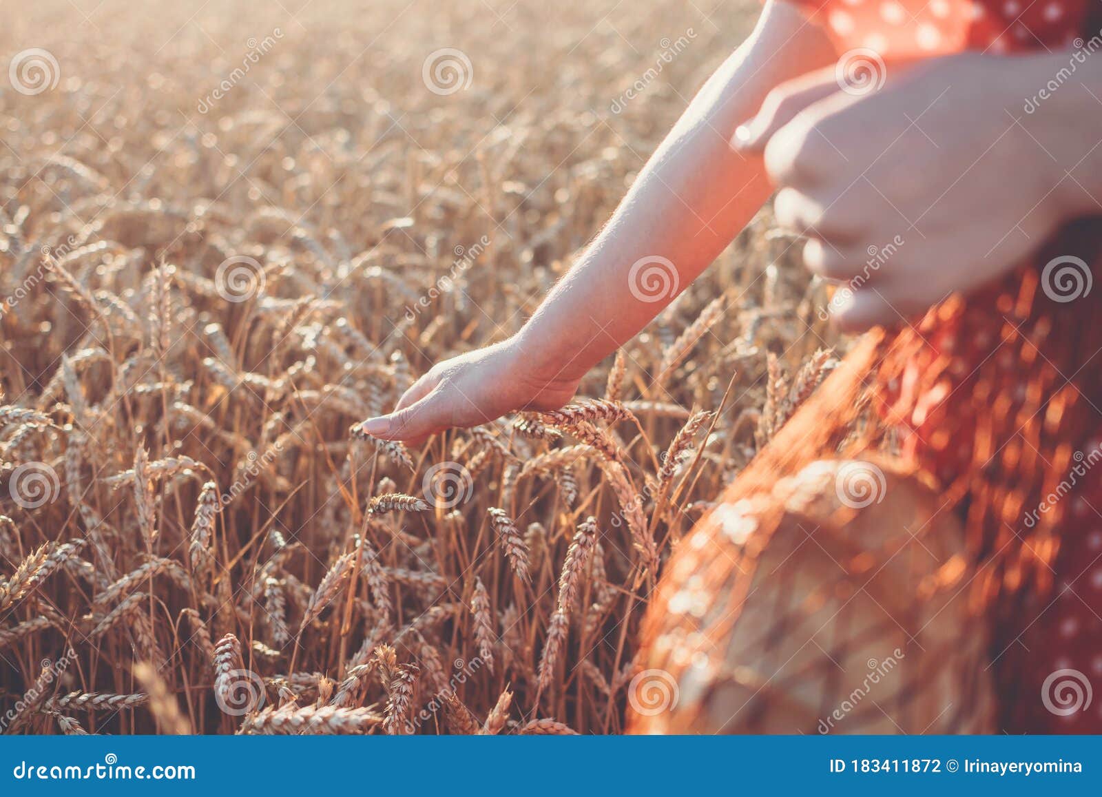 Grain Exports, Wheat Harvest and Export Limits, Global Food Security ... Grain Exports, Wheat Harvest and Export Limits, Global Food Security ...