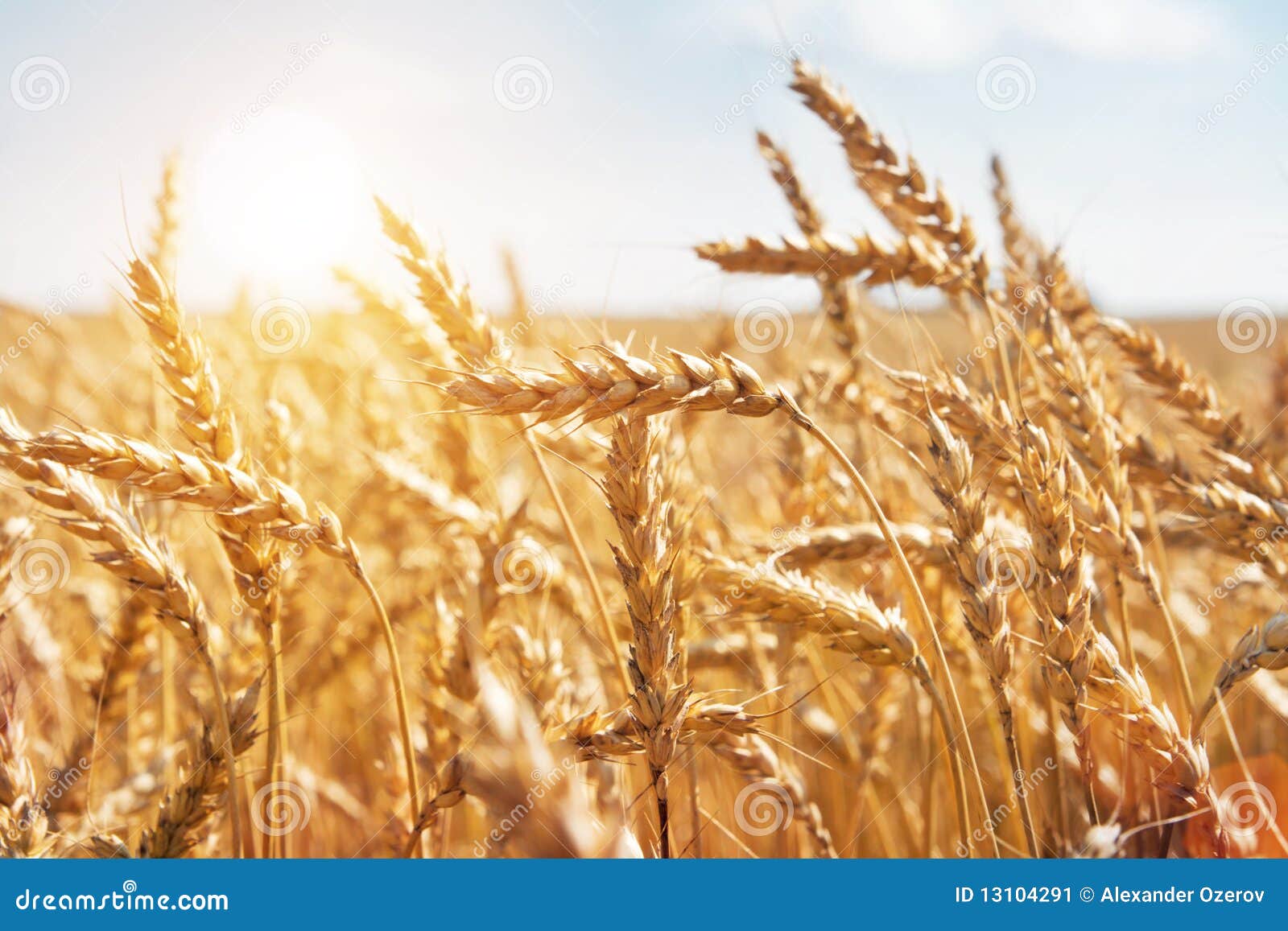 Grain in a Farm Field and Sun Stock Image - Image of seed, grain: 13104291