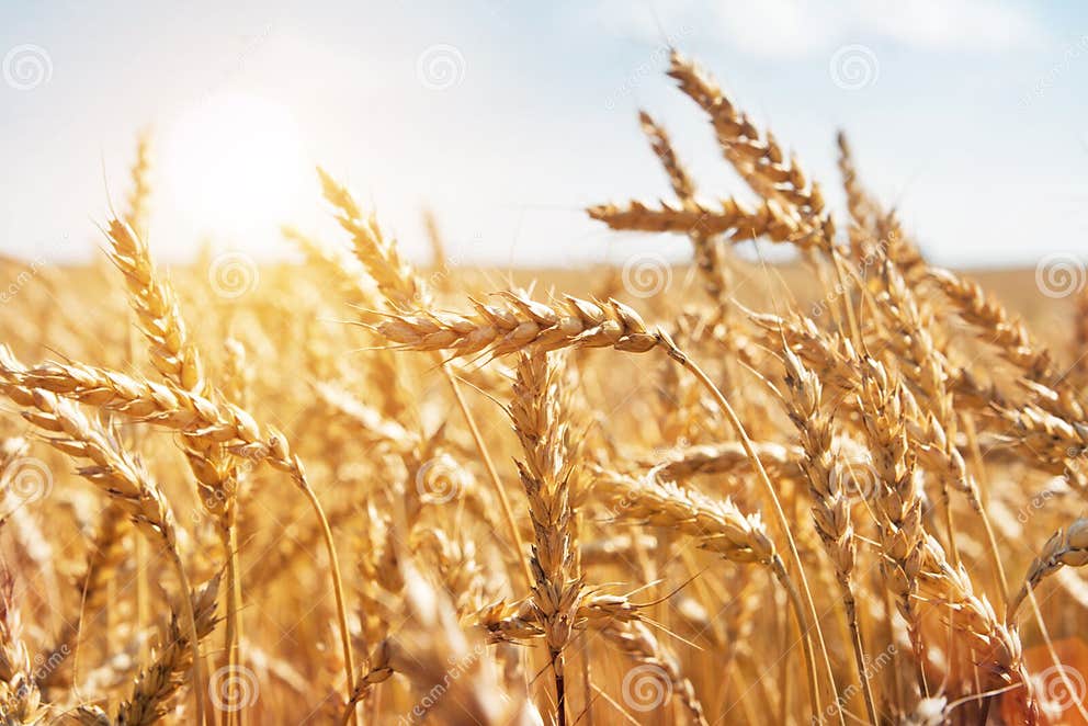 Grain in a Farm Field and Sun Stock Image - Image of seed, grain: 13104291