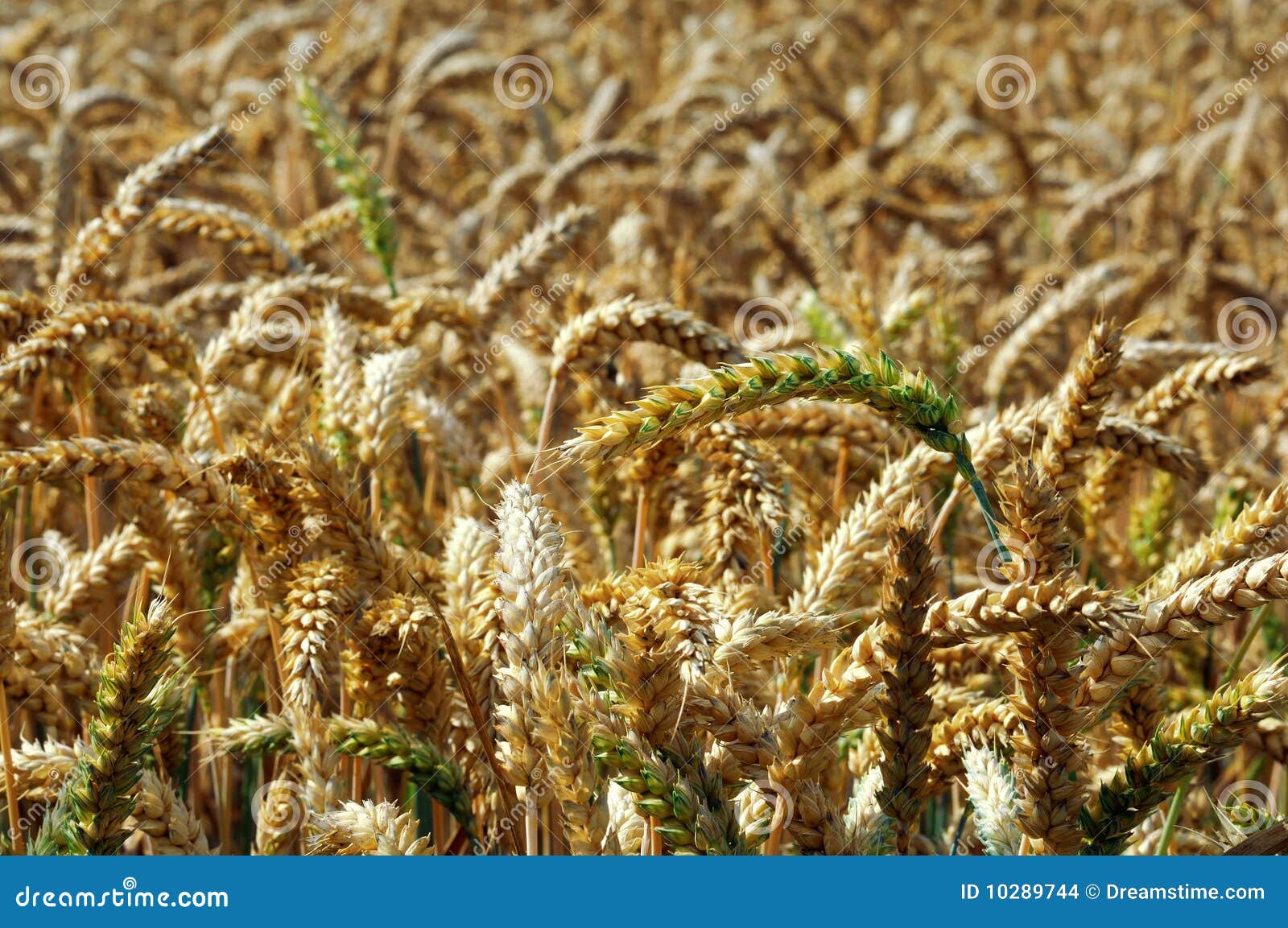 Grain in the Field stock photo. Image of cornfield, farm - 10289744