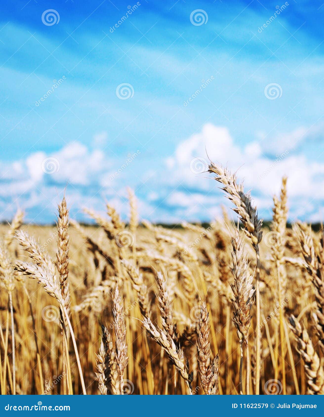 Grain field stock image. Image of grain, golden, close - 11622579