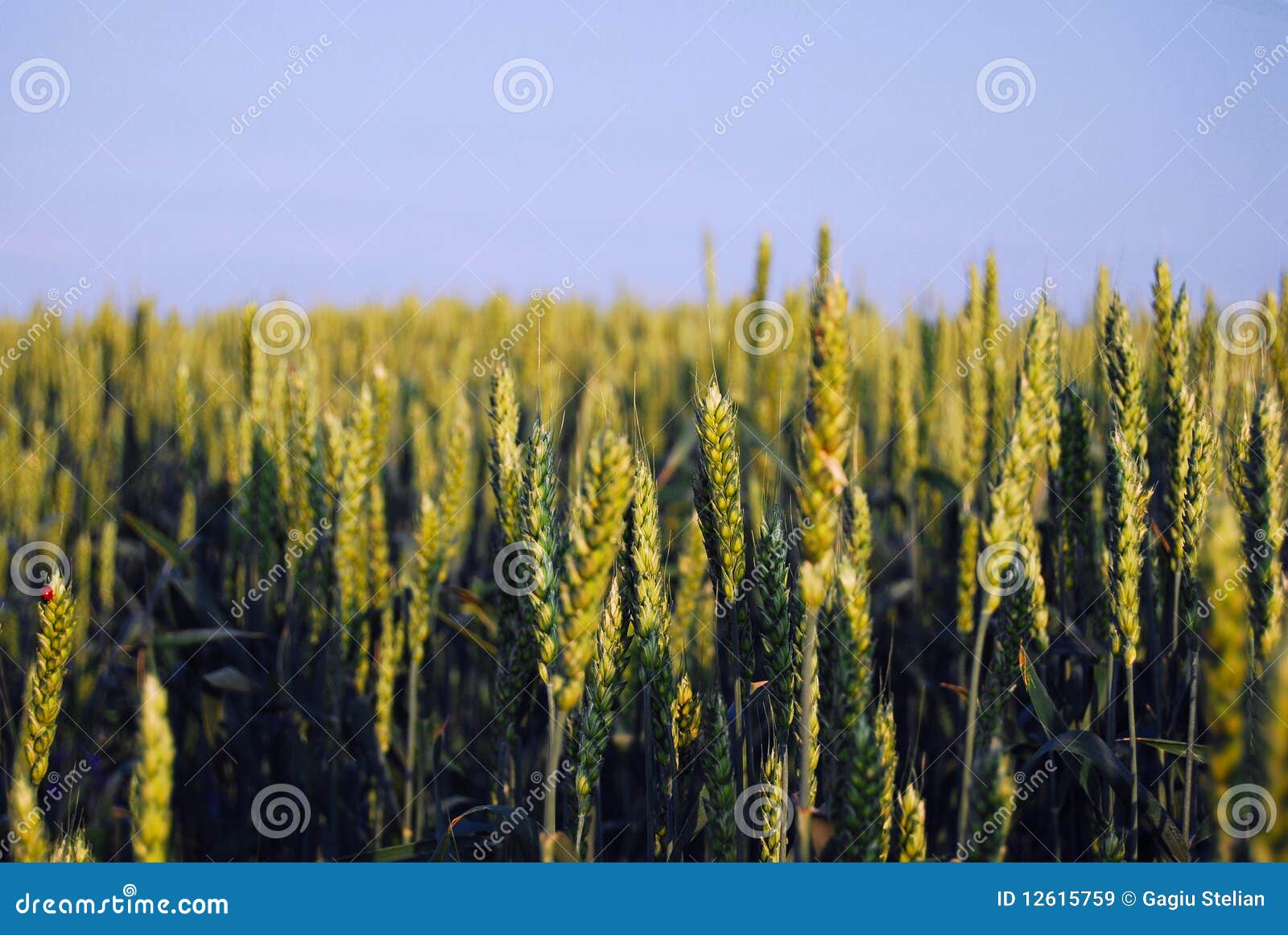 Grain field stock image. Image of crops, scenery, ingredients - 12615759