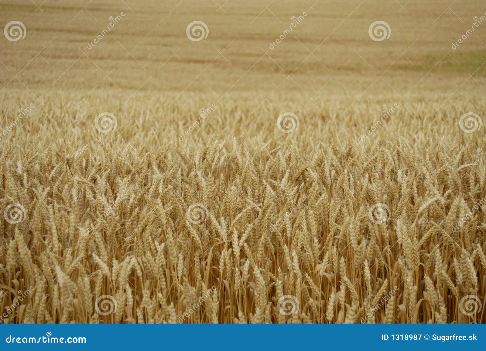 Grain field stock image. Image of field, food, autumn - 1318987