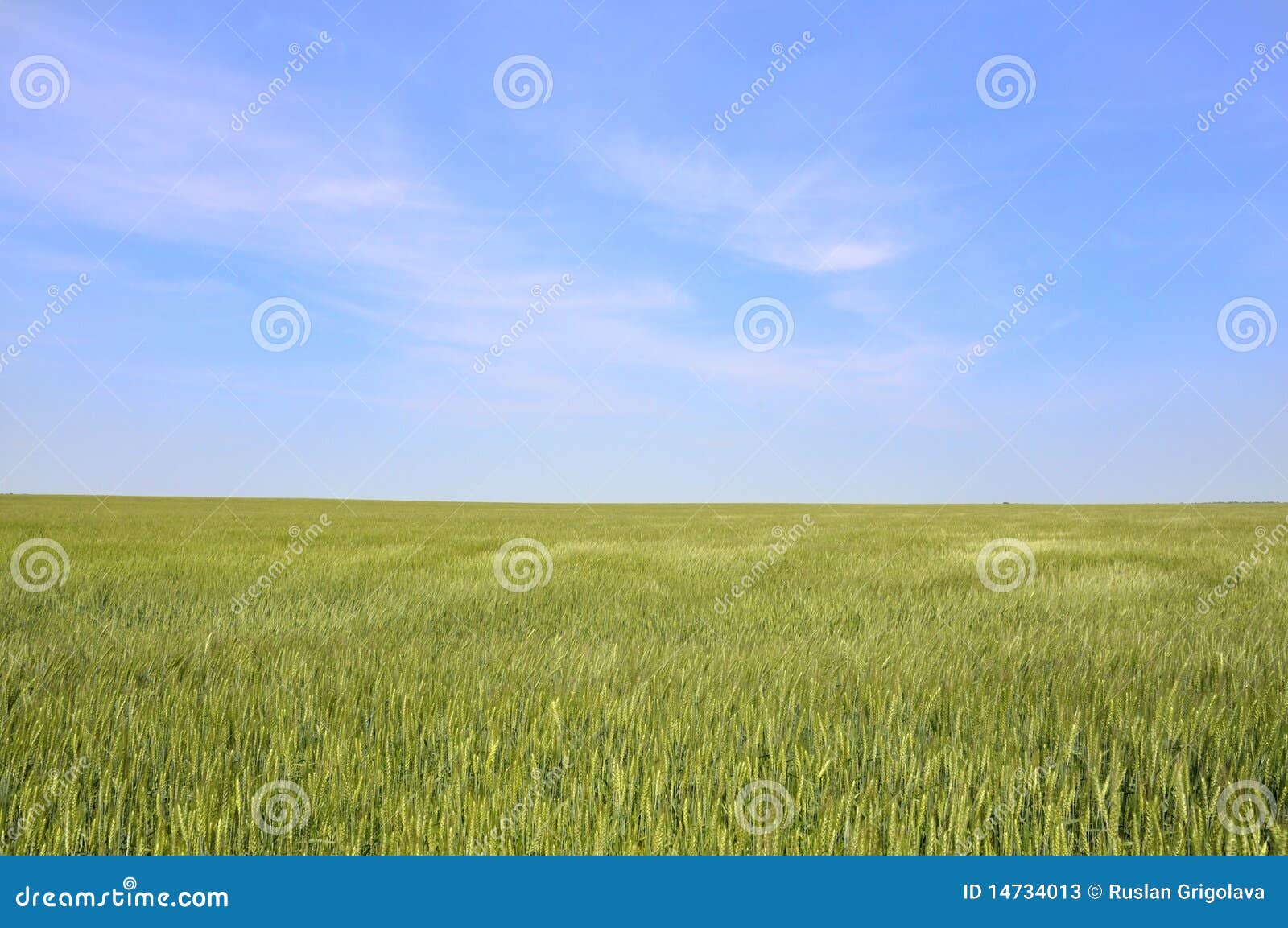 Grain field stock image. Image of backgrounds, nature - 14734013