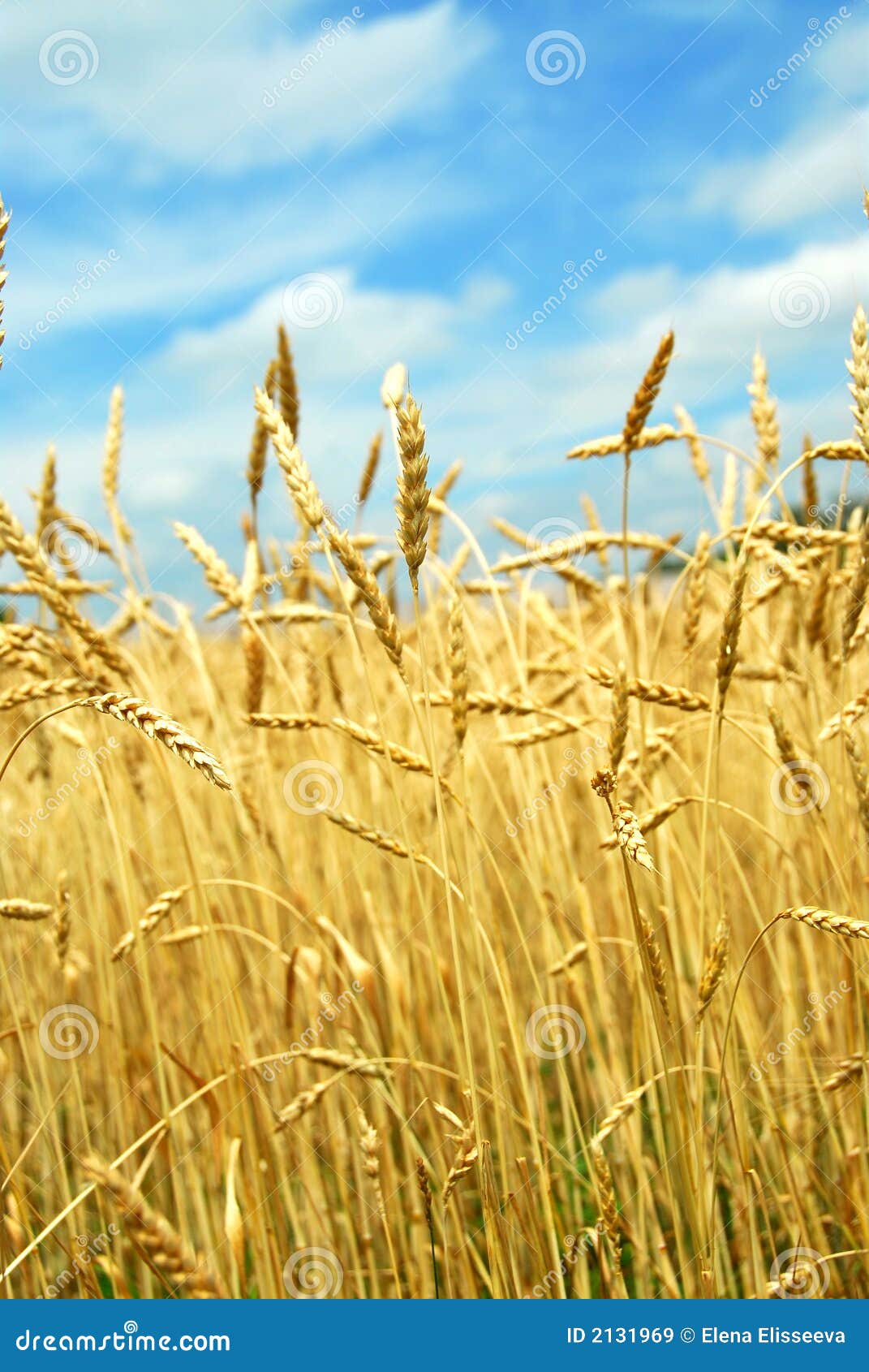 Grain field stock image. Image of nature, close, bread - 2131969