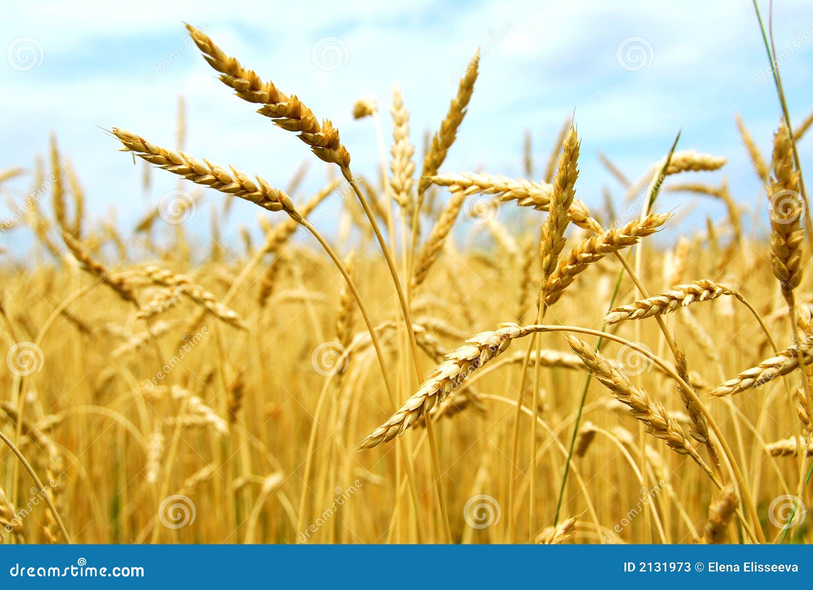 Grain field stock image. Image of natural, ears, crops - 2131973
