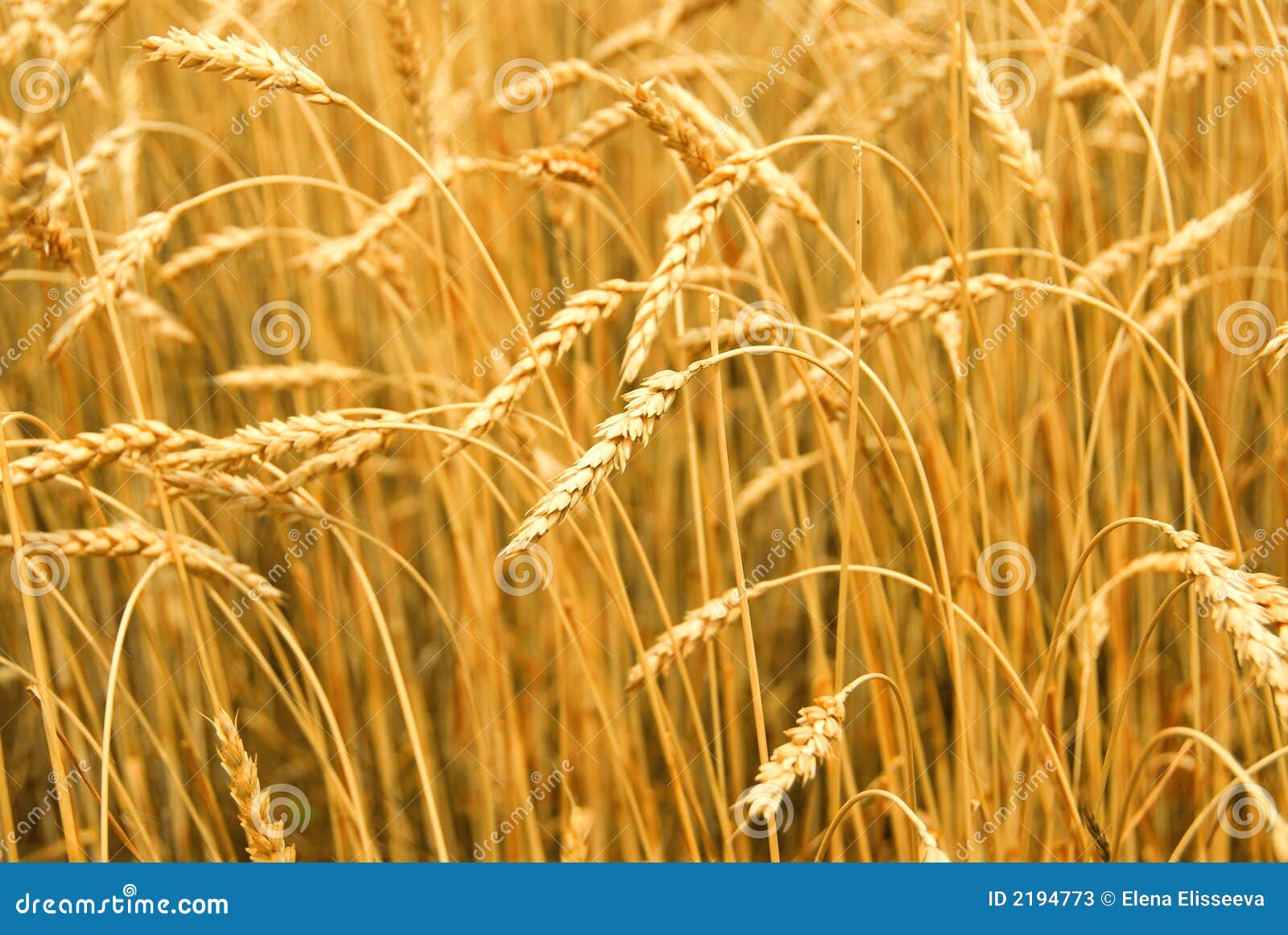 Grain field stock image. Image of harvest, growth, closeup - 2194773