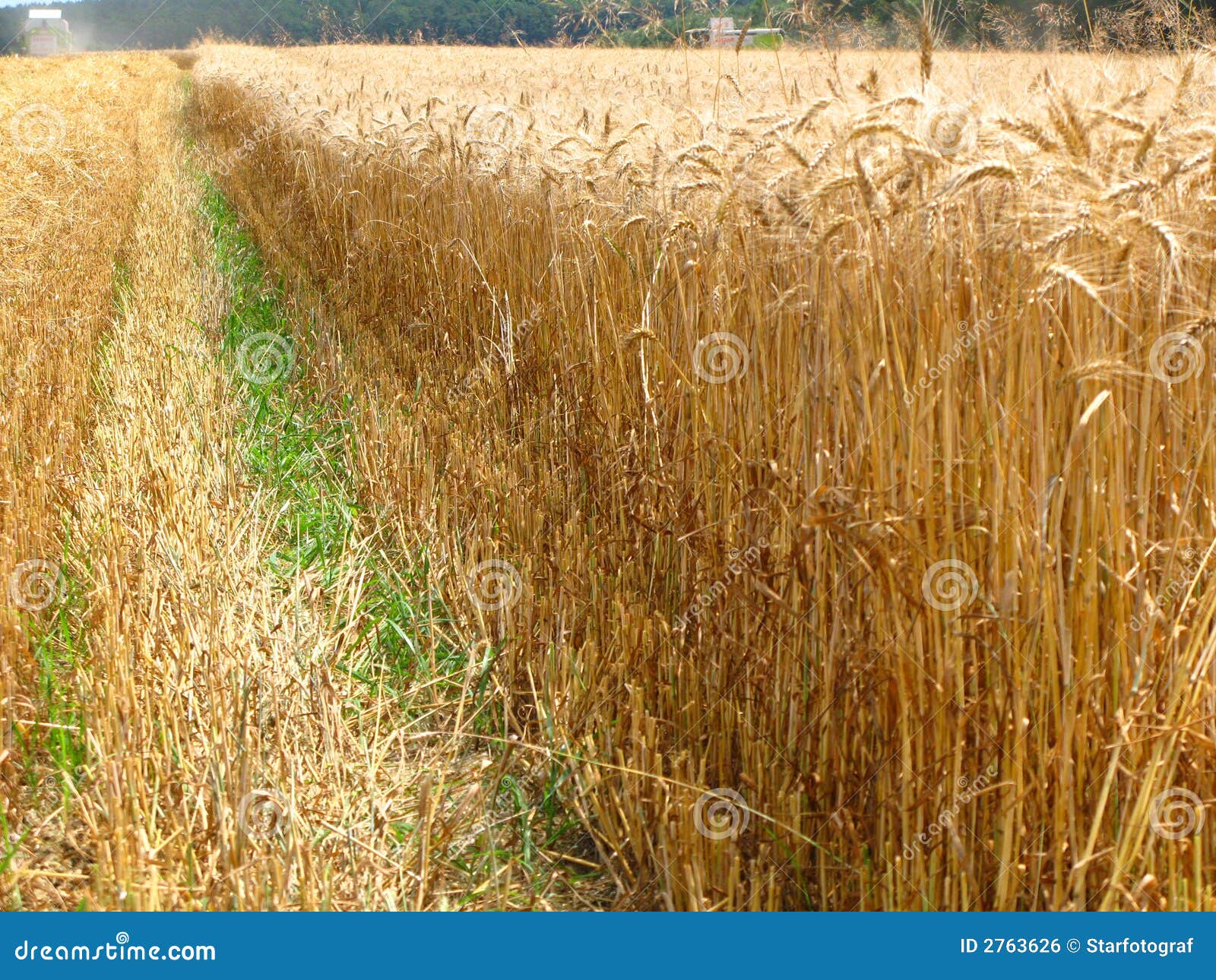 Grain field stock photo. Image of property, rural, outdoors - 2763626
