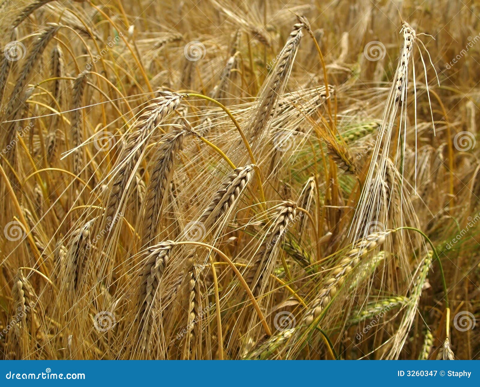 Grain-field stock image. Image of grain, autumn, brown - 3260347