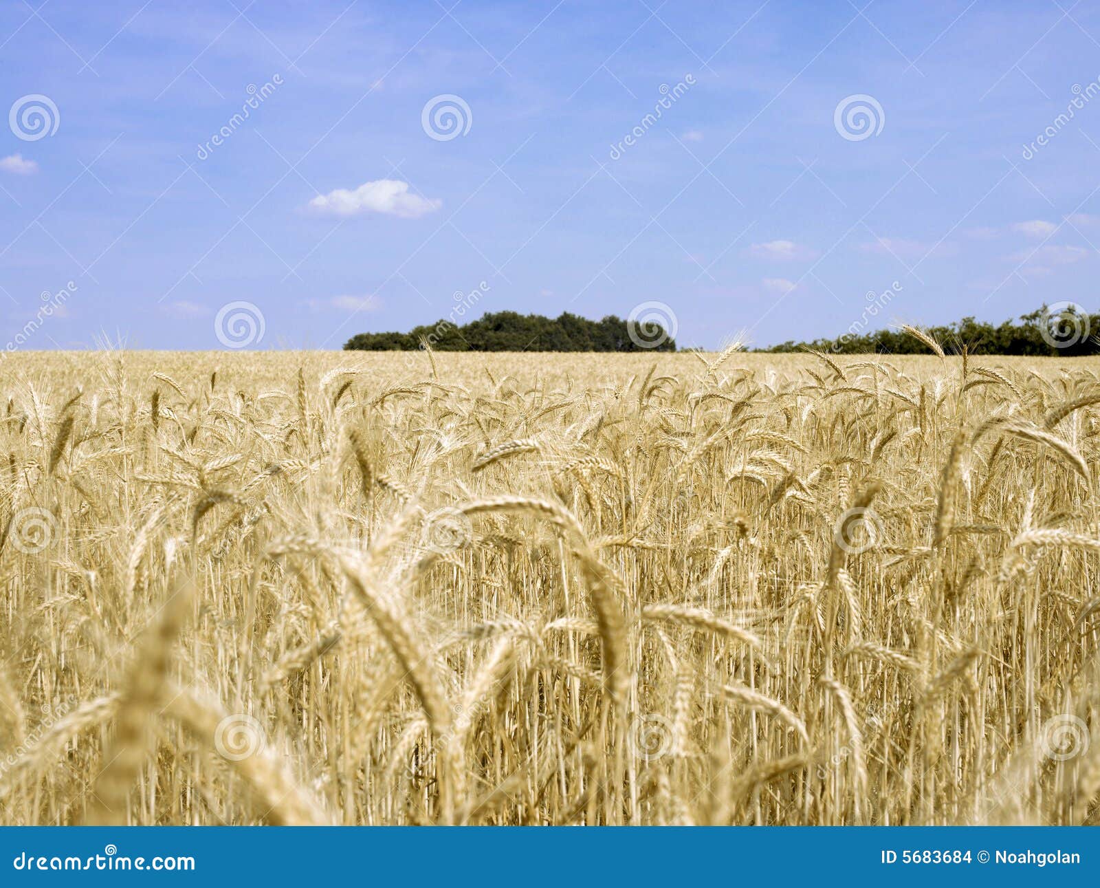 Grain field 4 stock photo. Image of season, energy, wheat - 5683684