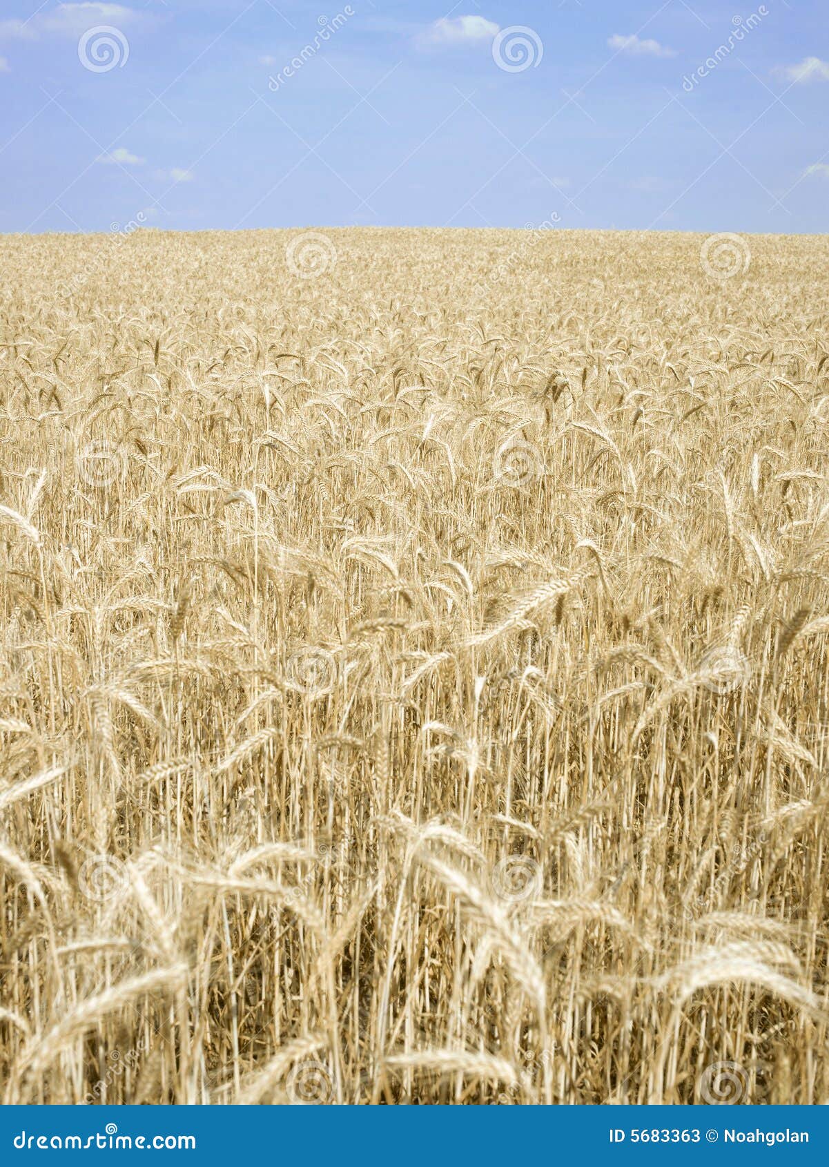 Grain field 5 stock image. Image of wheat, nature, daylight - 5683363