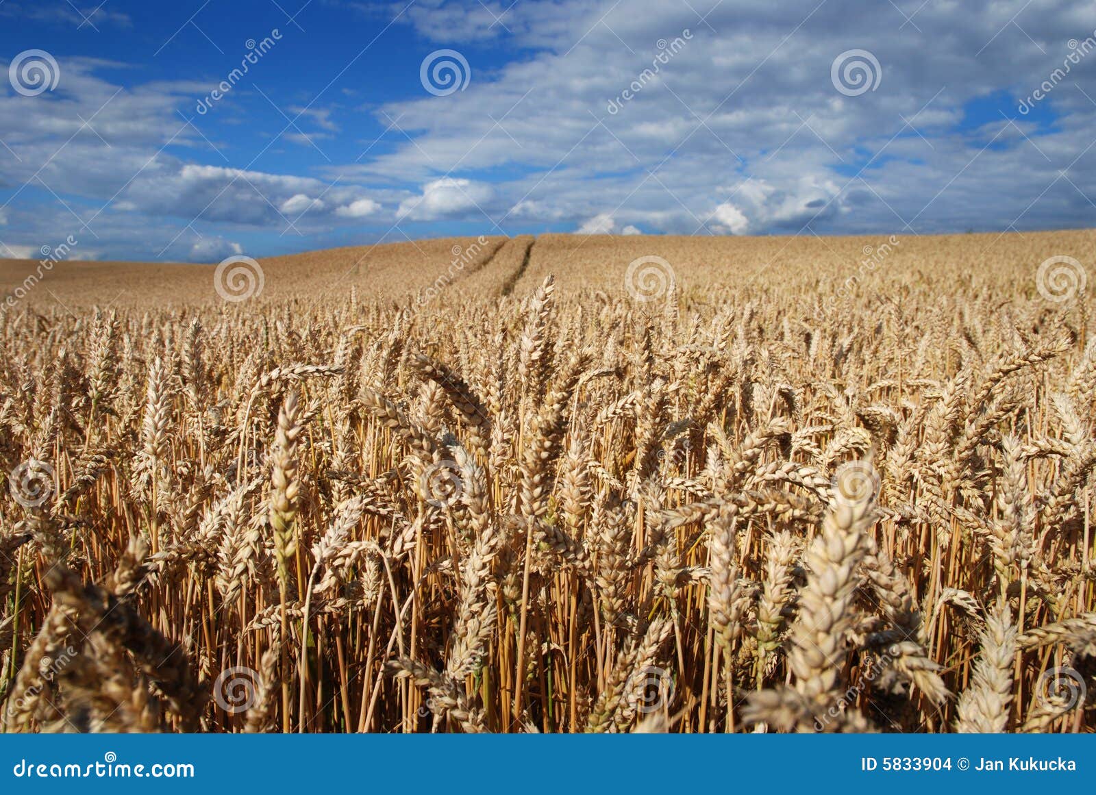 Grain Field Picture. Image: 5833904