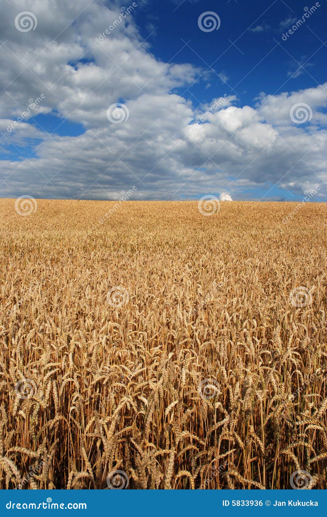 Grain field stock photo. Image of agricultural, agriculture - 5833936