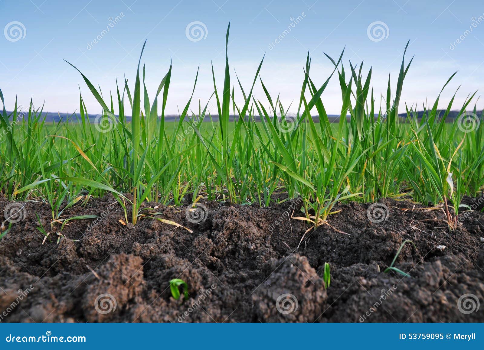 Grain Seedlings Agriculture Stock Image - Image of crop, grain: 53759095