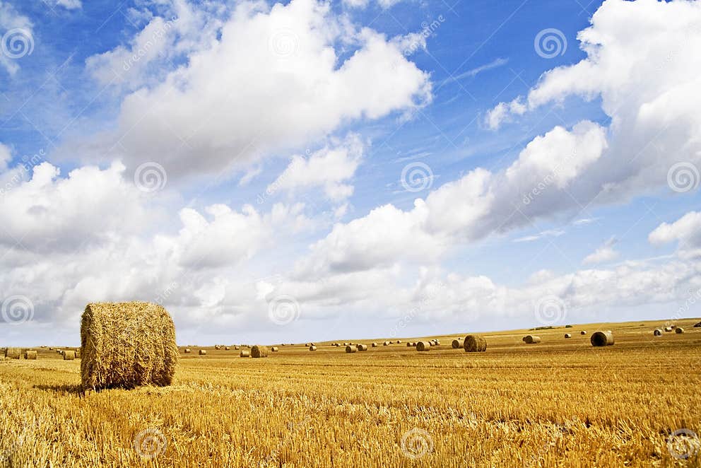 Grain Field - Autumn Landscape Stock Photo - Image of grassland, grain ...
