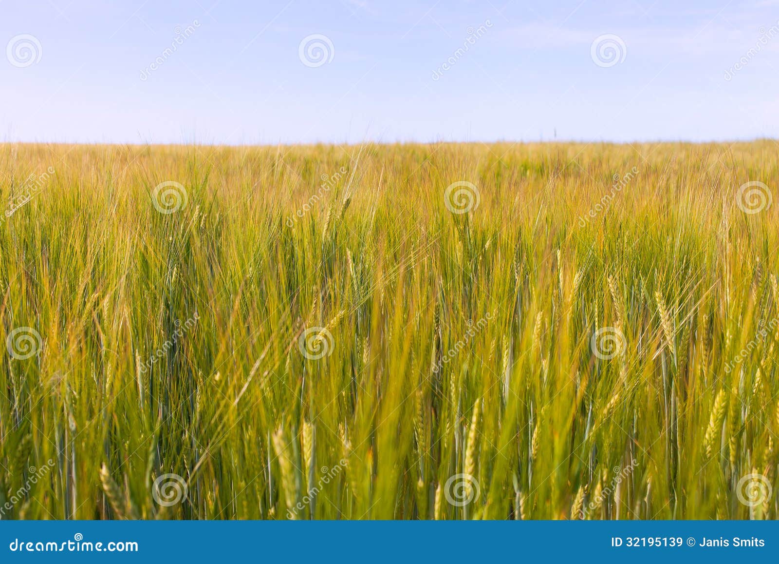 Grain field. stock image. Image of summer, growing, agricultural - 32195139