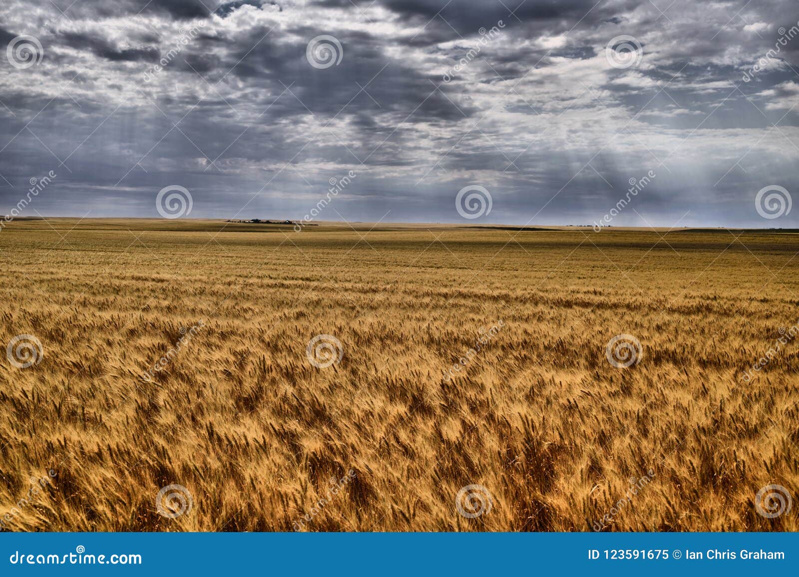 Grain Field Canadian Prairies Stock Image - Image of nature, growth ...