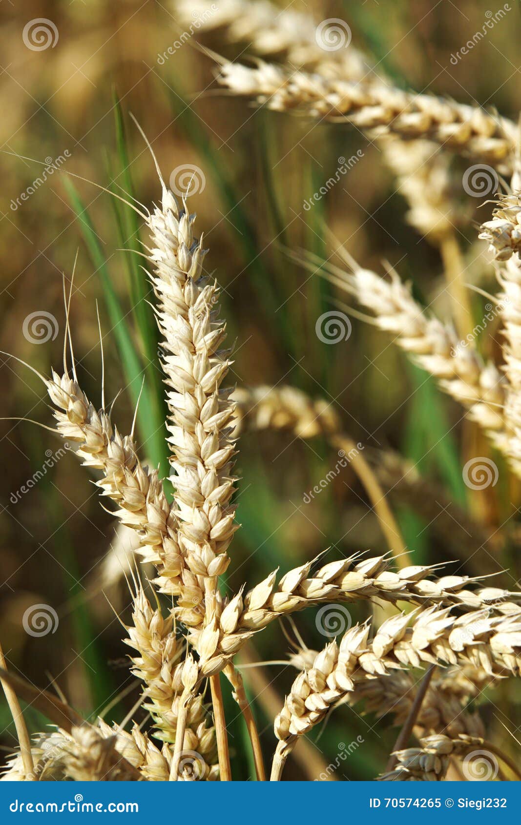 Grain Field stock image. Image of pesticide, farmland - 70574265