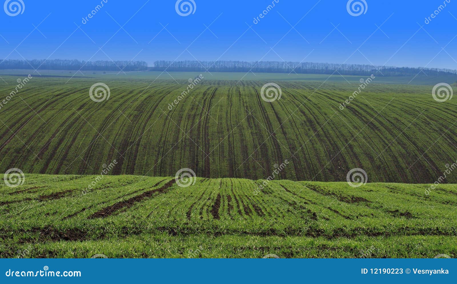 Grain field early spring stock image. Image of cultivated - 12190223