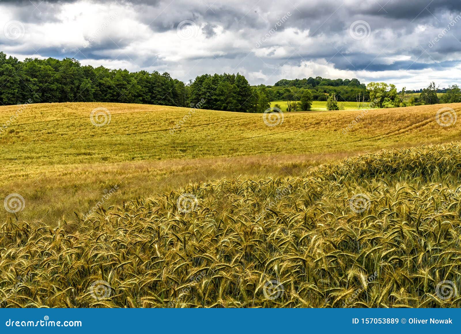 Grain on a field in Europe stock image. Image of harvest - 157053889