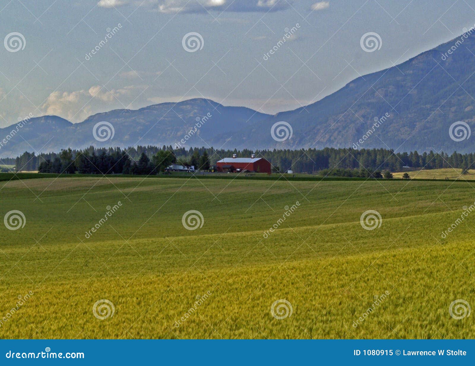 Grain Field, Farm, Barn and Mountains Stock Image - Image of farm ...