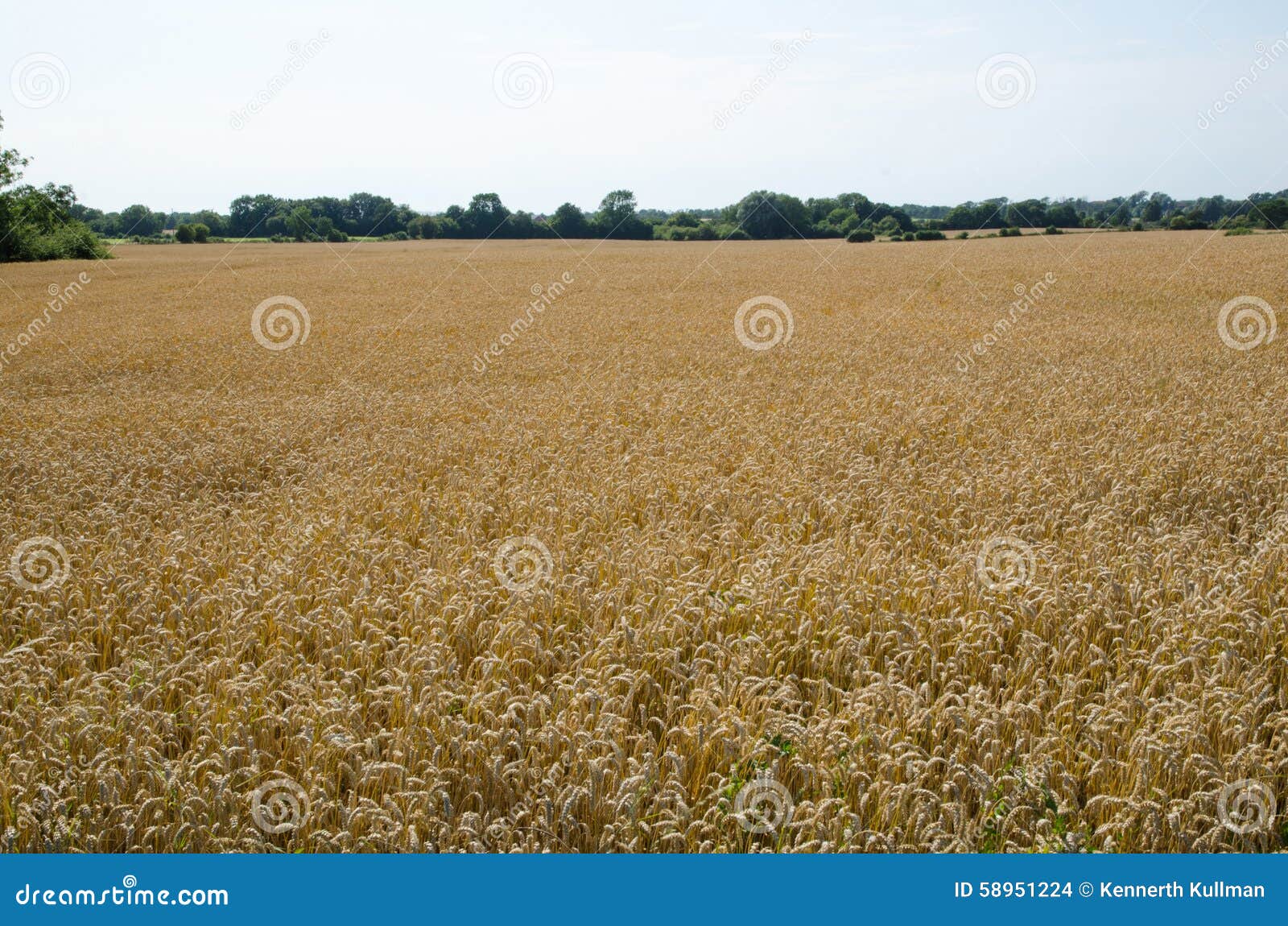 Grain field stock photo. Image of cereals, countryside - 58951224